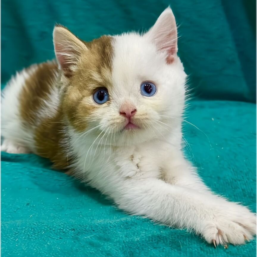 Британский короткошёрстный котёнок