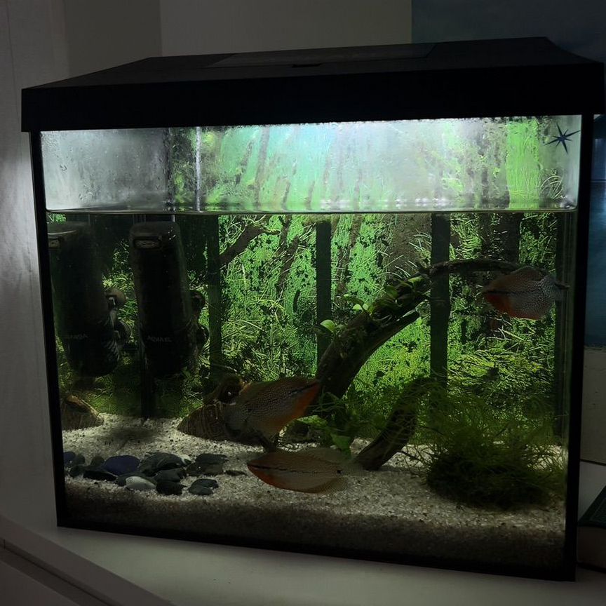 Аквариум с рыбками, 40 литров