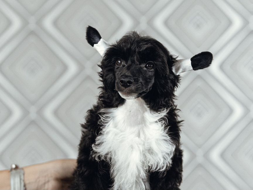 Пуховый щенок Китайской хохлатой