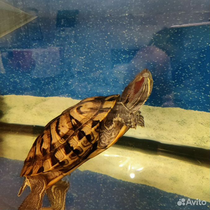 Отдам в добрые руки черепах