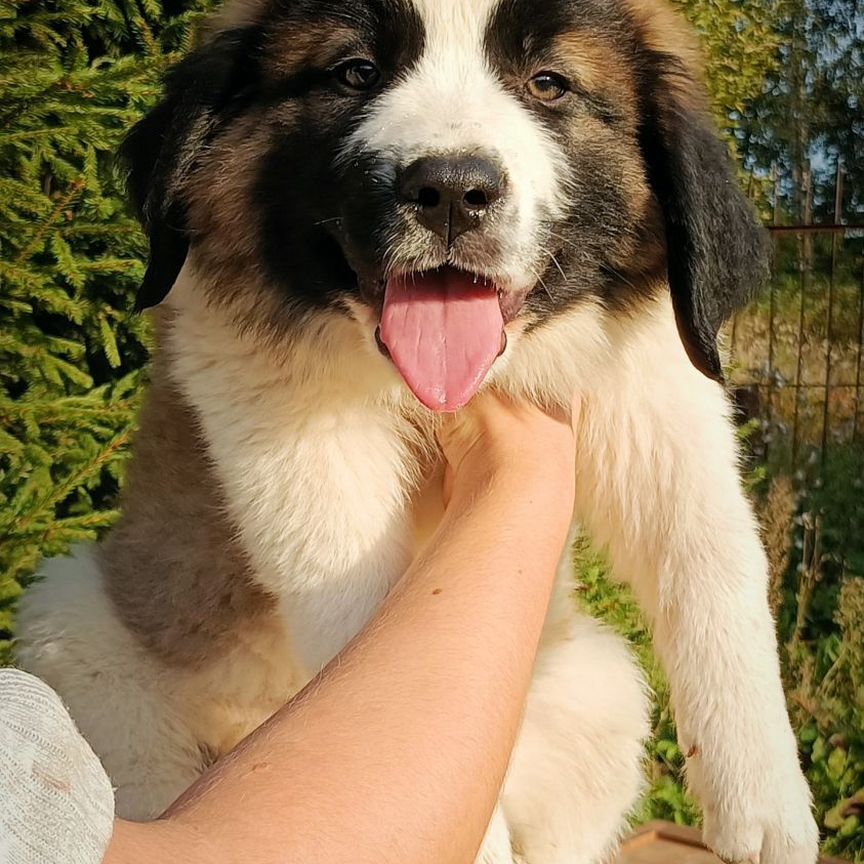 Щенки московская сторожевая