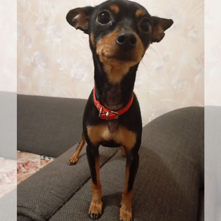 Русский той-терьер, щенок