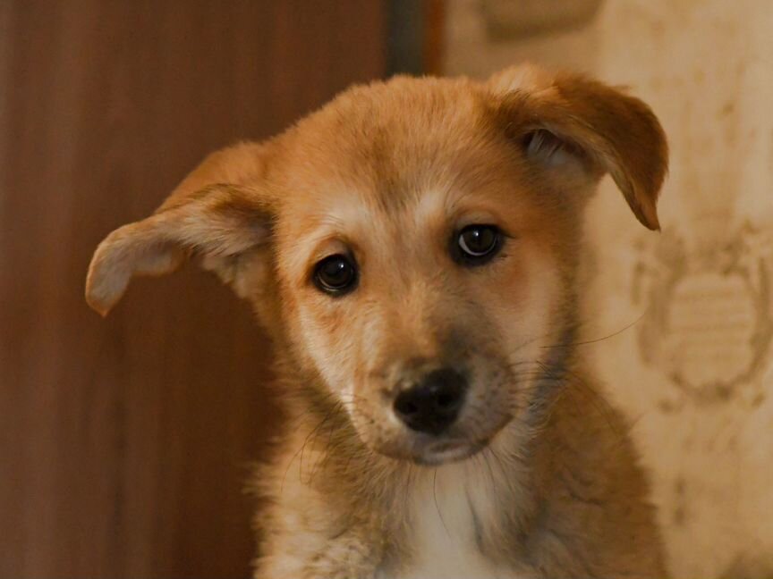 Щенок Ричик в добрые руки