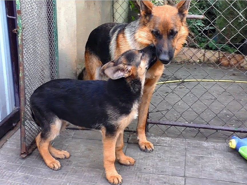 Немцы- супер щенки на охрану