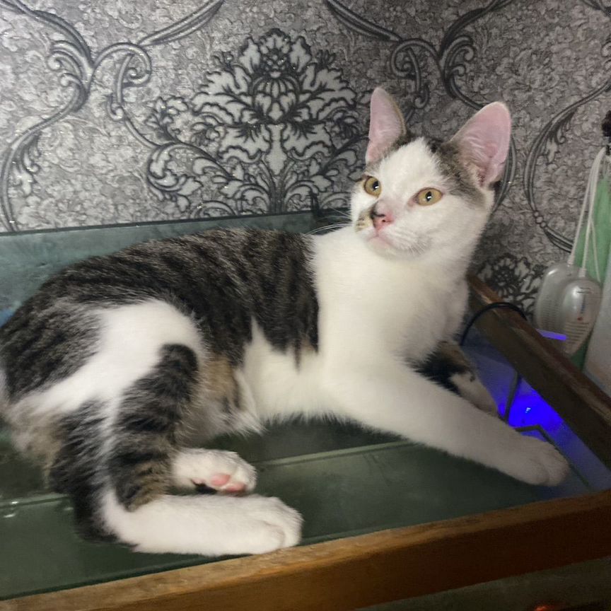 Игривый ласковый котенок
