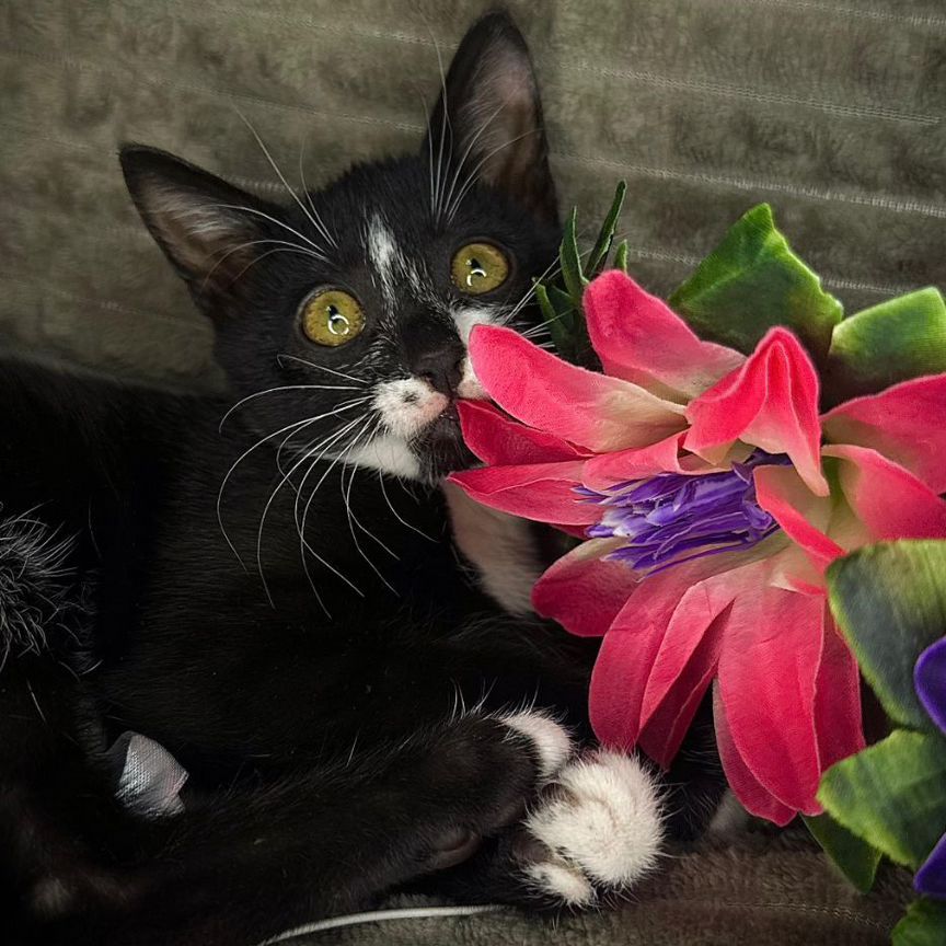 Европейский короткошёрстный котёнок