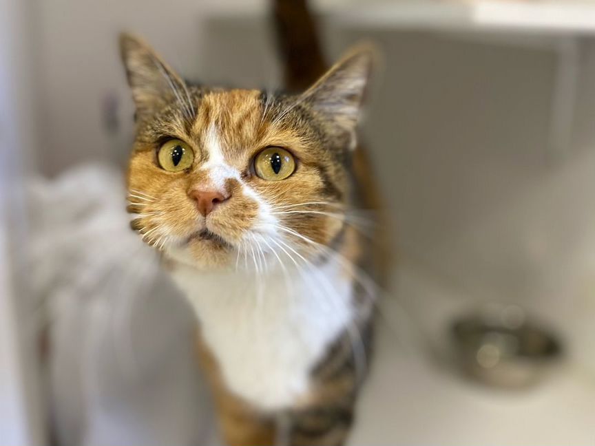 Прекрасная Марфа ищет семью