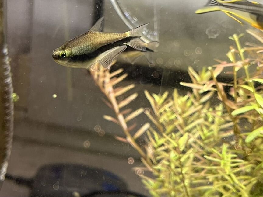 Тетра королевская