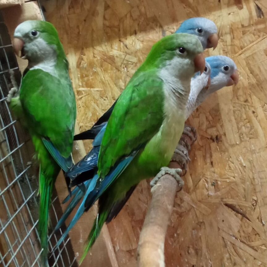 Попугаи монахи