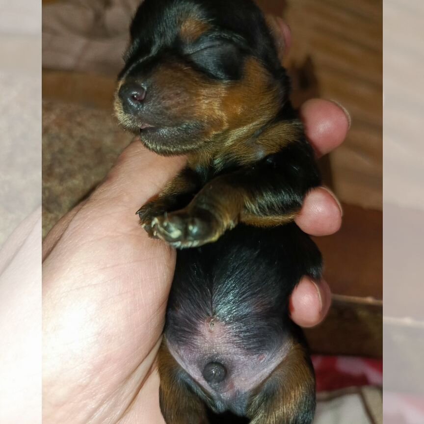 Йоркширский терьер, щенок