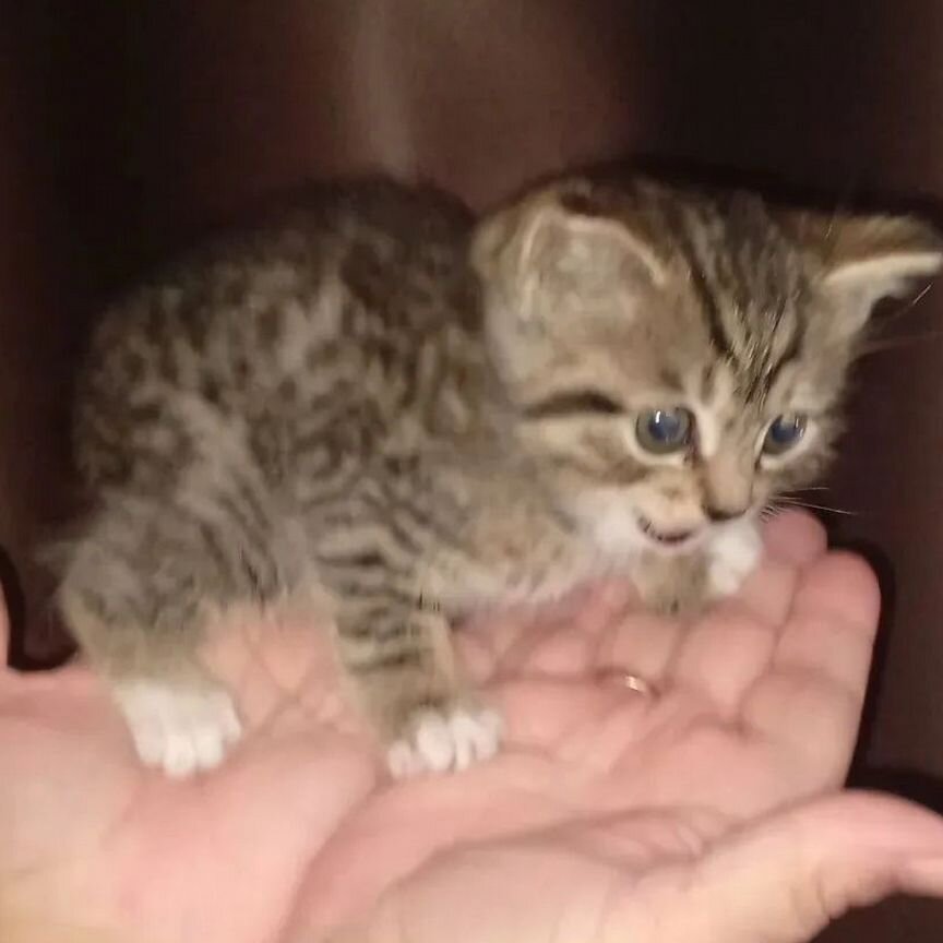 Котёнок в добрые руки