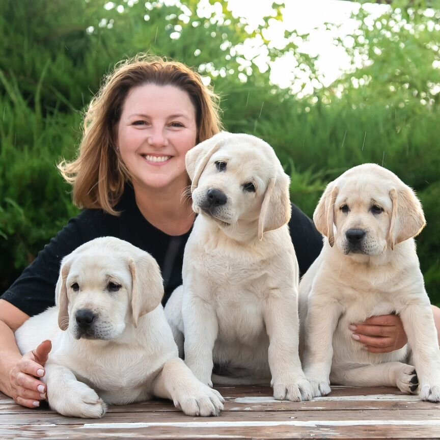 Щенки лабрадора палевые