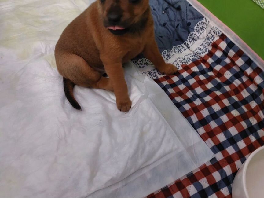 Русский той-терьер