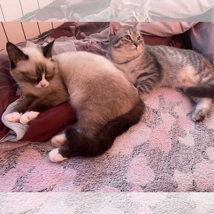 Сиамский котёнок