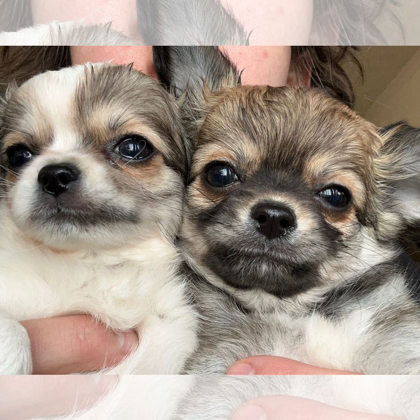 Чихуахуа, щенок