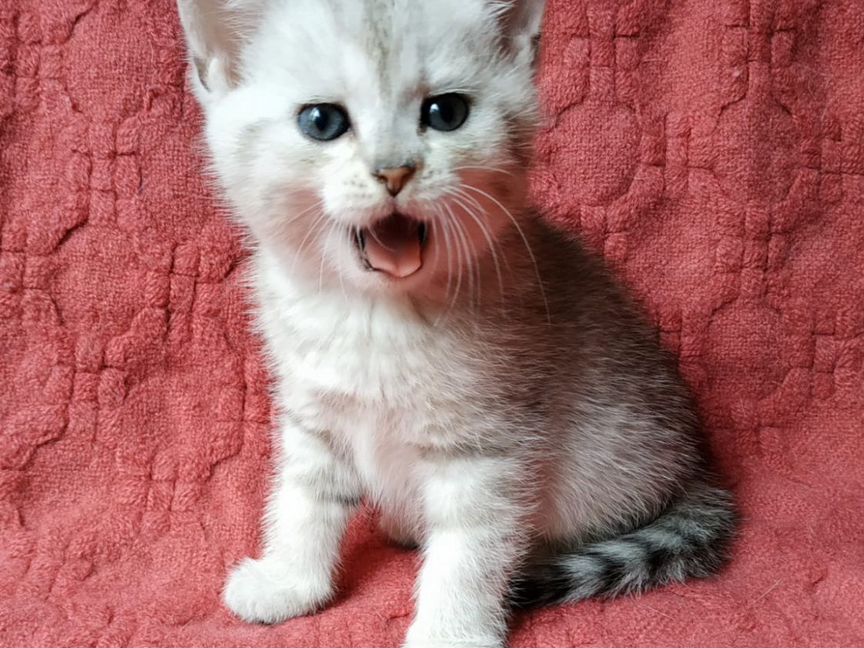 Дивные котята шотландцы