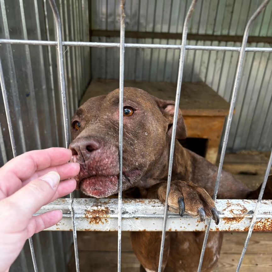 Ася тоскует в приюте