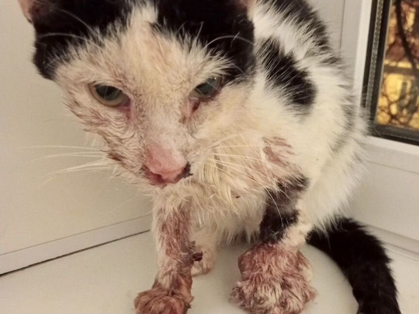 Брошенный котик