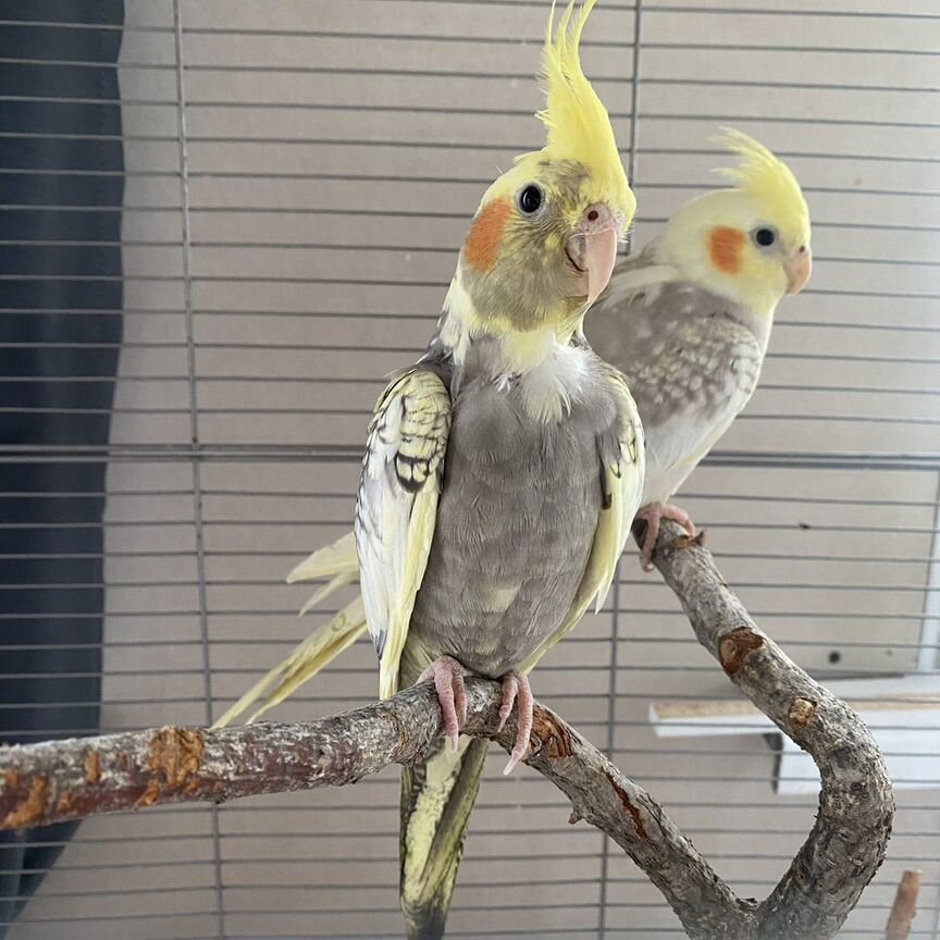 Попугай корелла