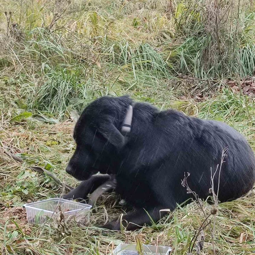 Лабрадор Кеша ищет дом