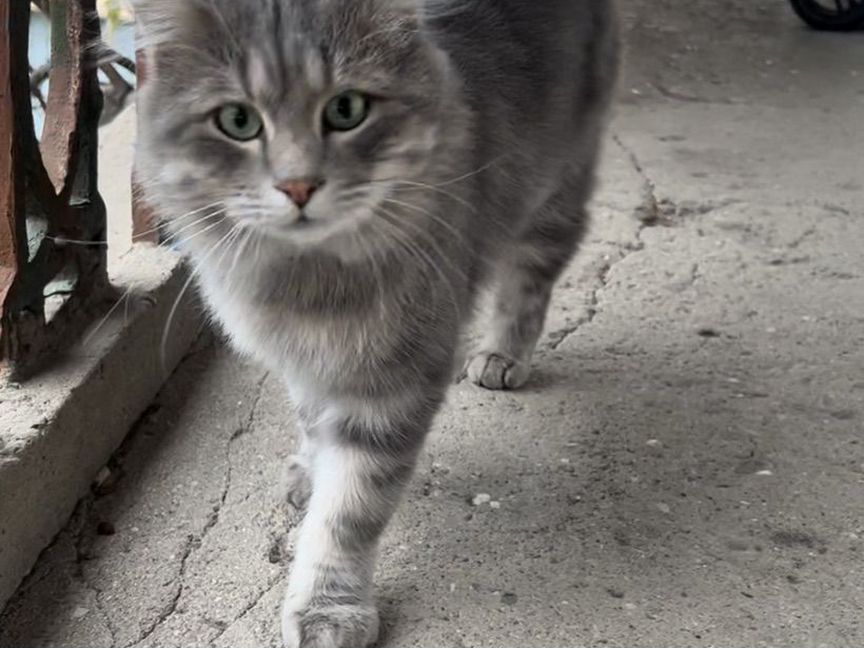 Кот в добрые руки