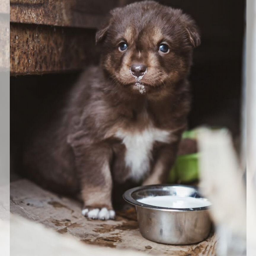 Щенок в добрые руки