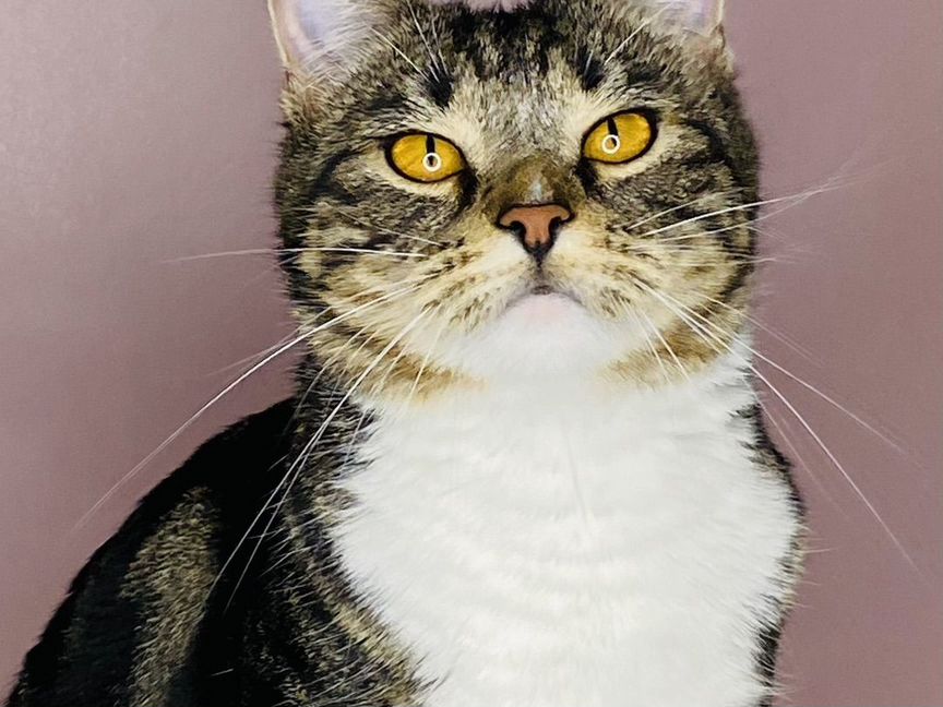 Кошка стерилизованная в добрые руки