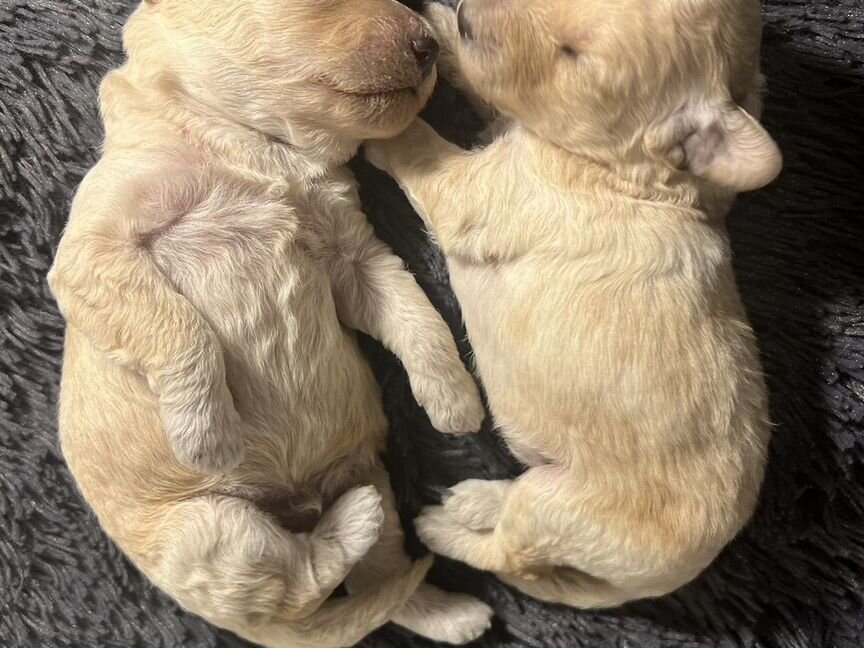 Щенки белого пуделя