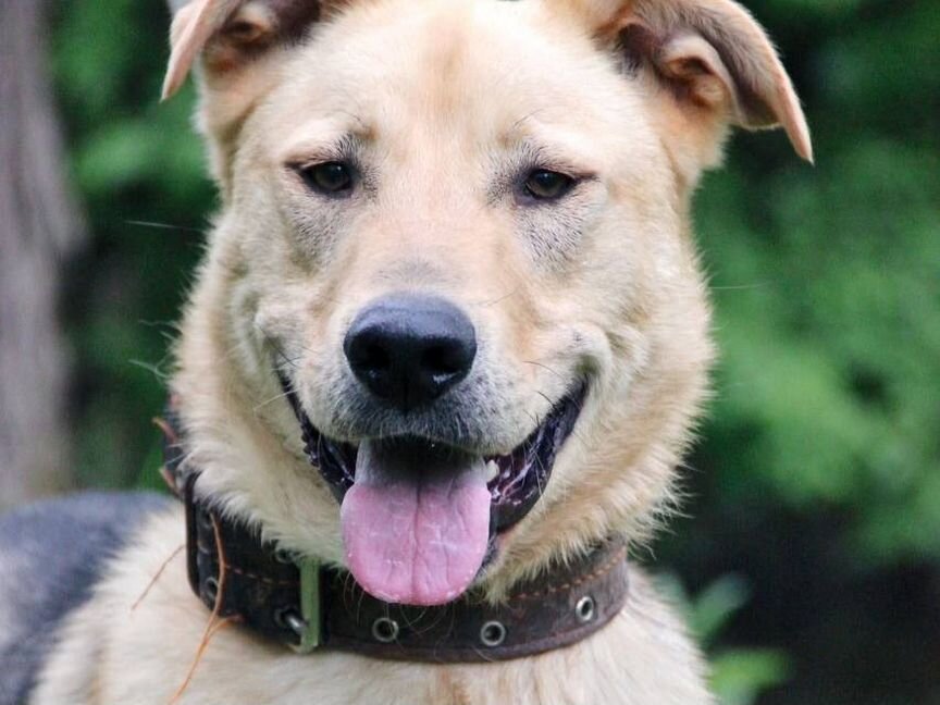 Собака в добрые руки