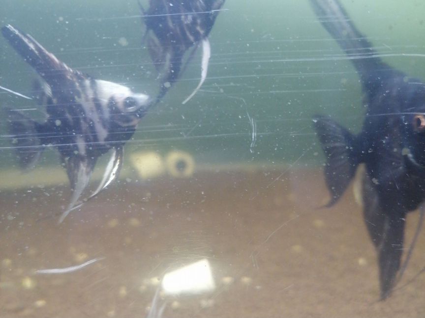 Аквариумные рыбки. Скалярии мраморные