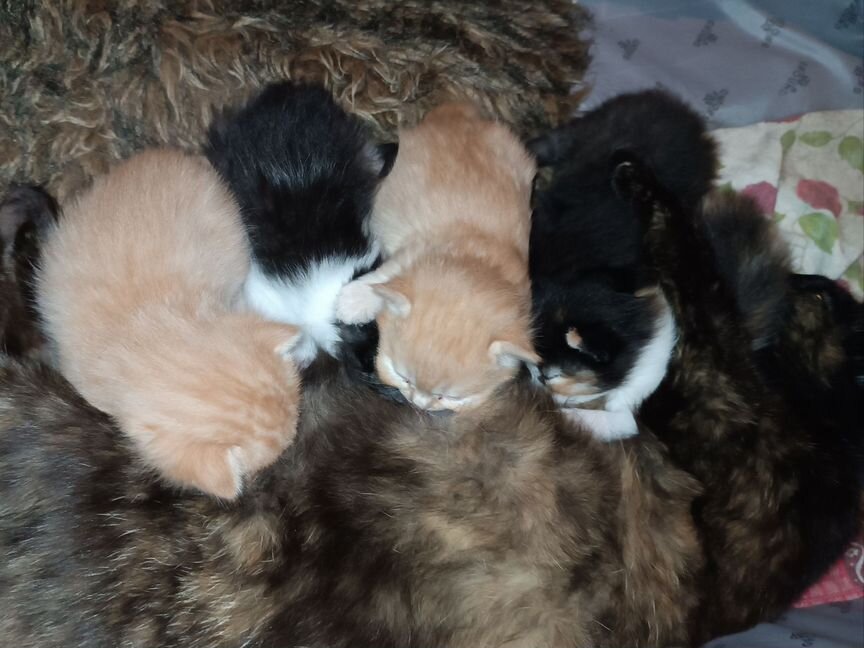Отдам котят бесплатно