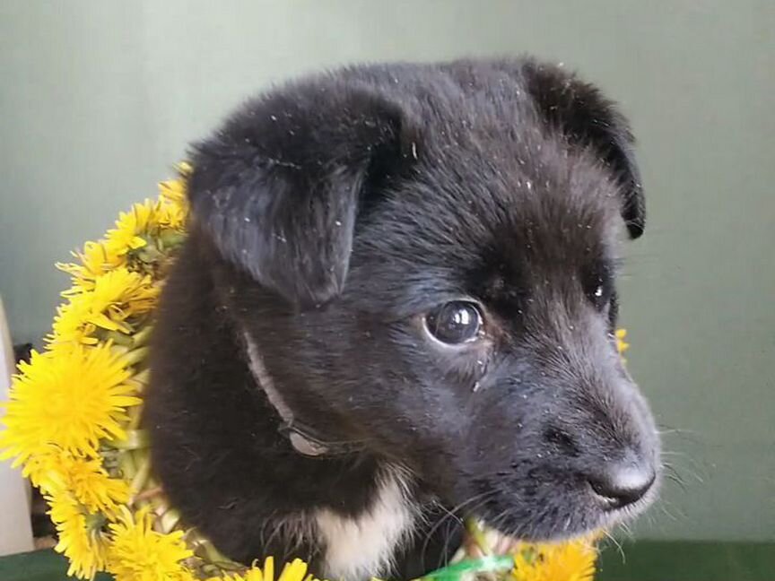 Щенок в добрые руки