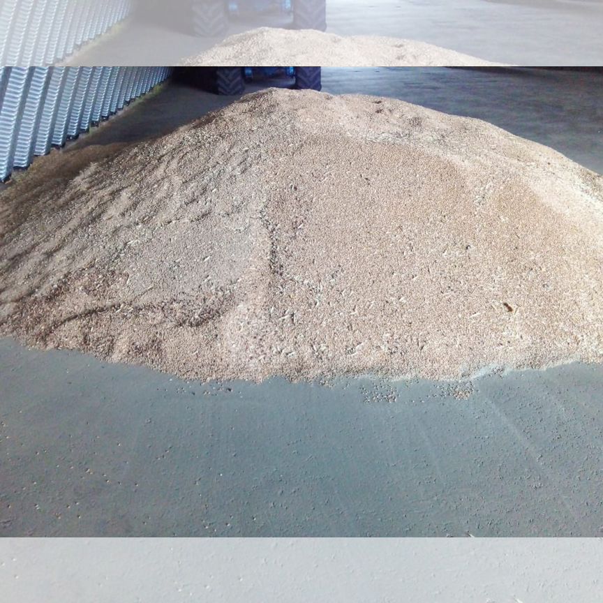 Яровая пшеница