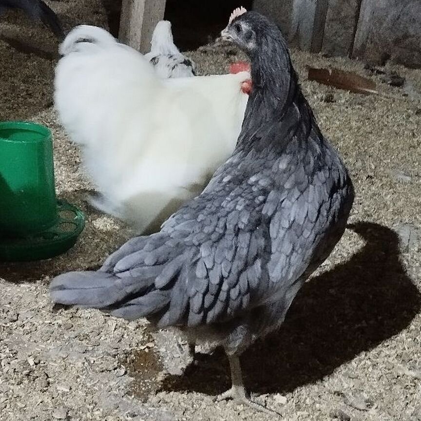 Сильверудд, курица и петух