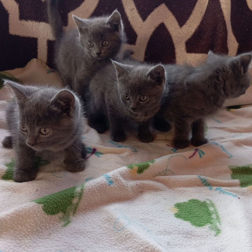 Котята в добрые руки
