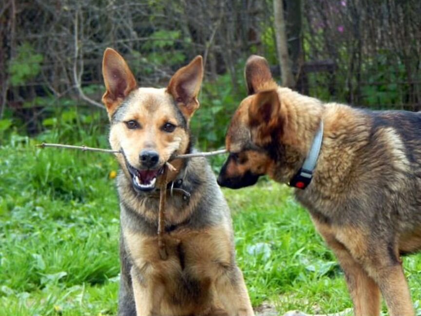 Классный пес спасен дважды и ищет дом