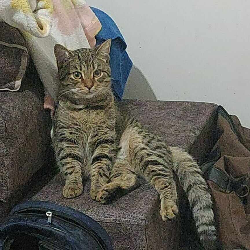 Котика ждет вся семья