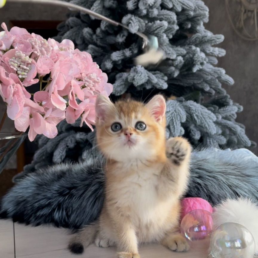 Мальвина золотая шиншилла