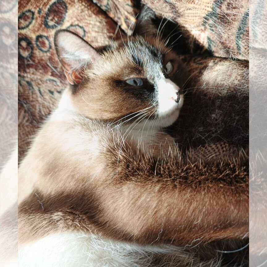 Сиамская, взрослая кошка