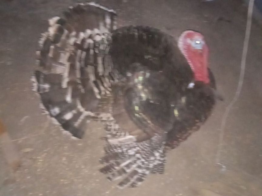 Продам индюка