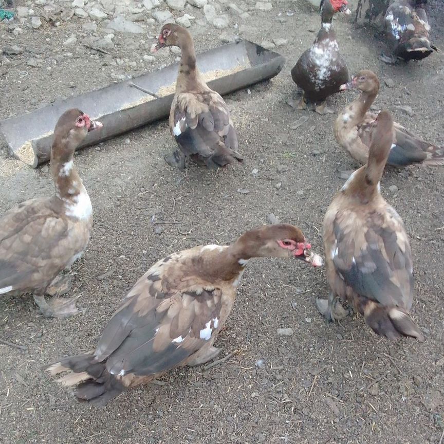 Домашние молодые индоути