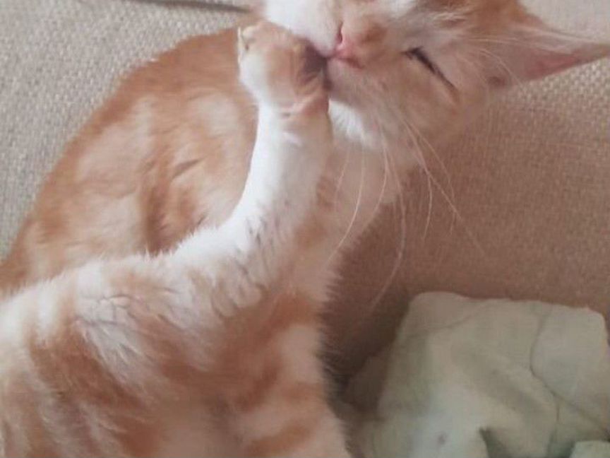 Хозяйка уезжает, коты нуждаются в новом доме