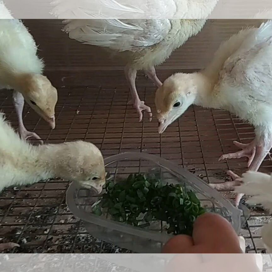 Индюшата хайбрид конвертер