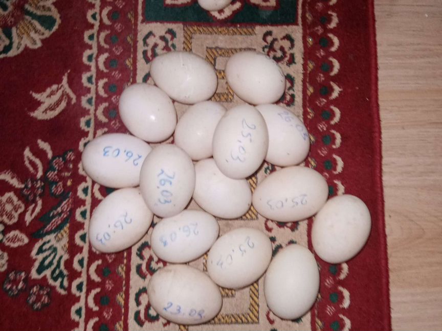 Инкубационные яица уток Агидель, и пищевые