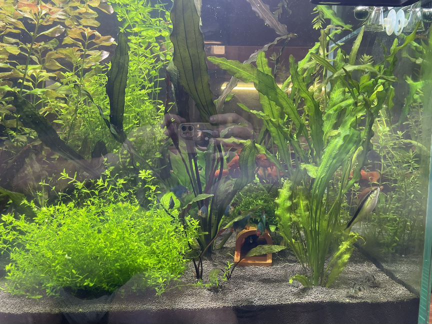 Аквариумные растения