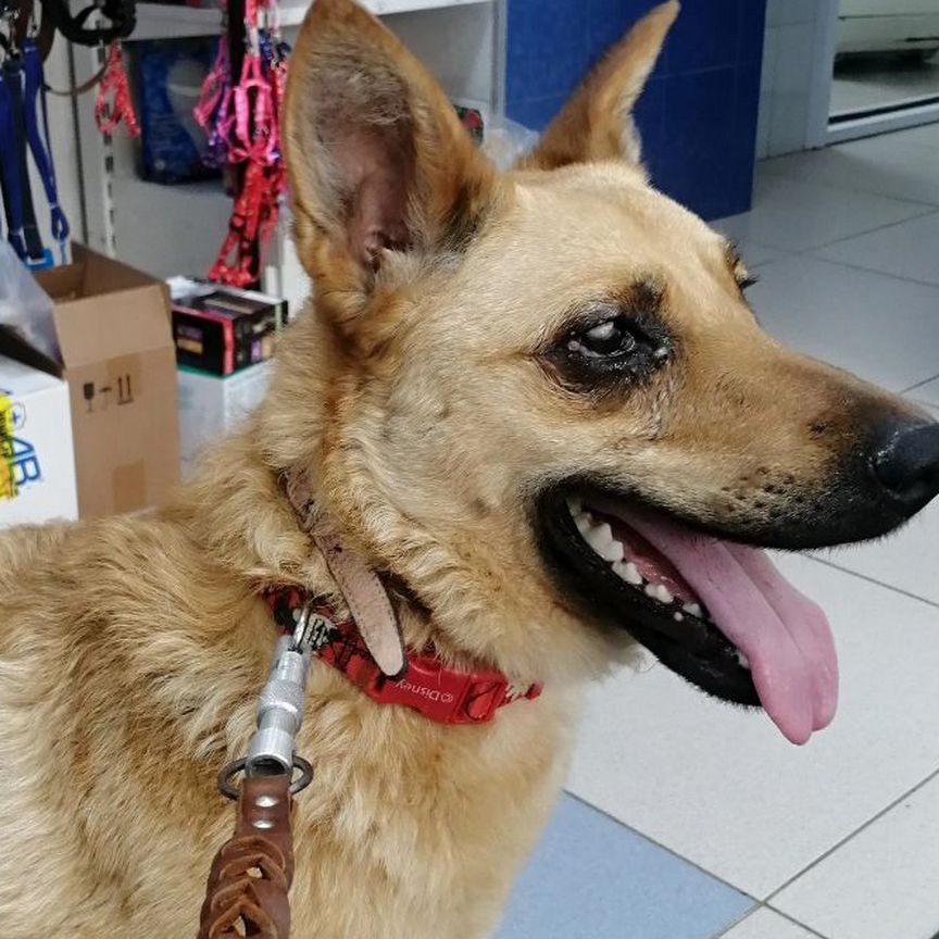 Приютская Жулька так мечтает о доме