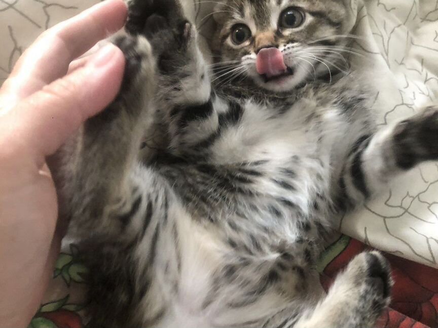 Котенок с самым красивым животиком