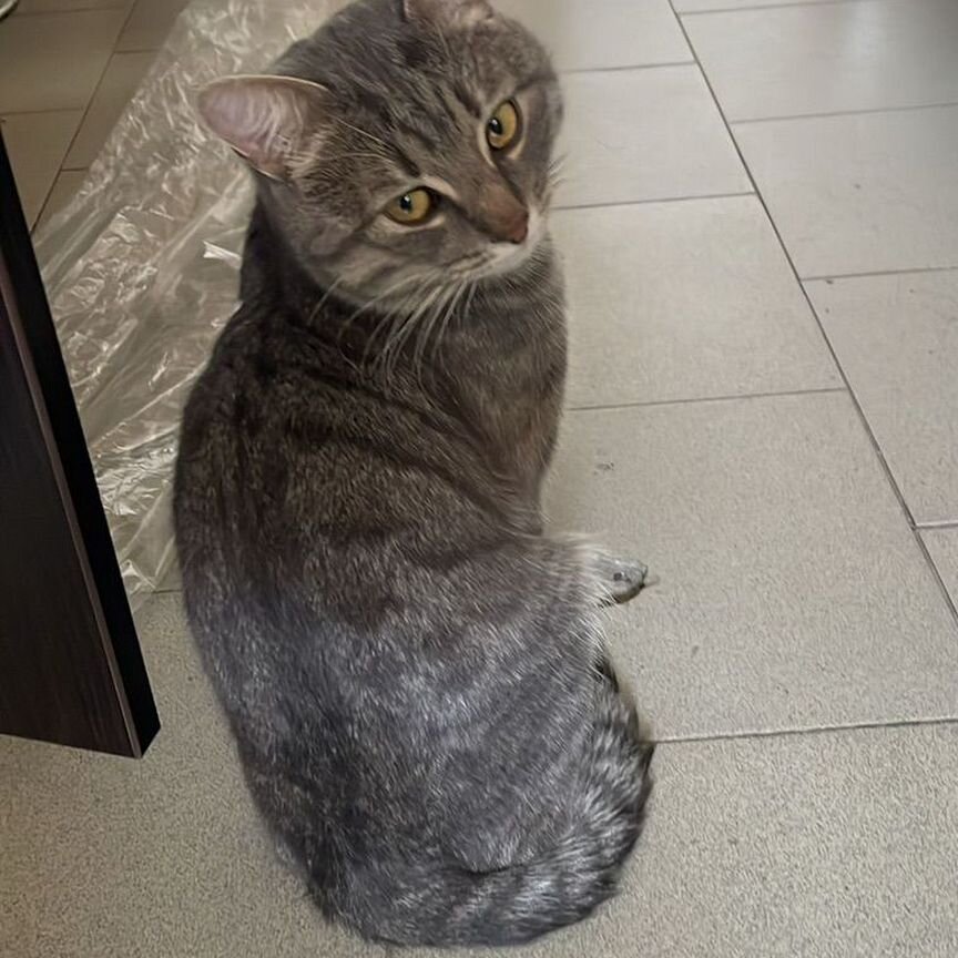 Котик в добрые руки