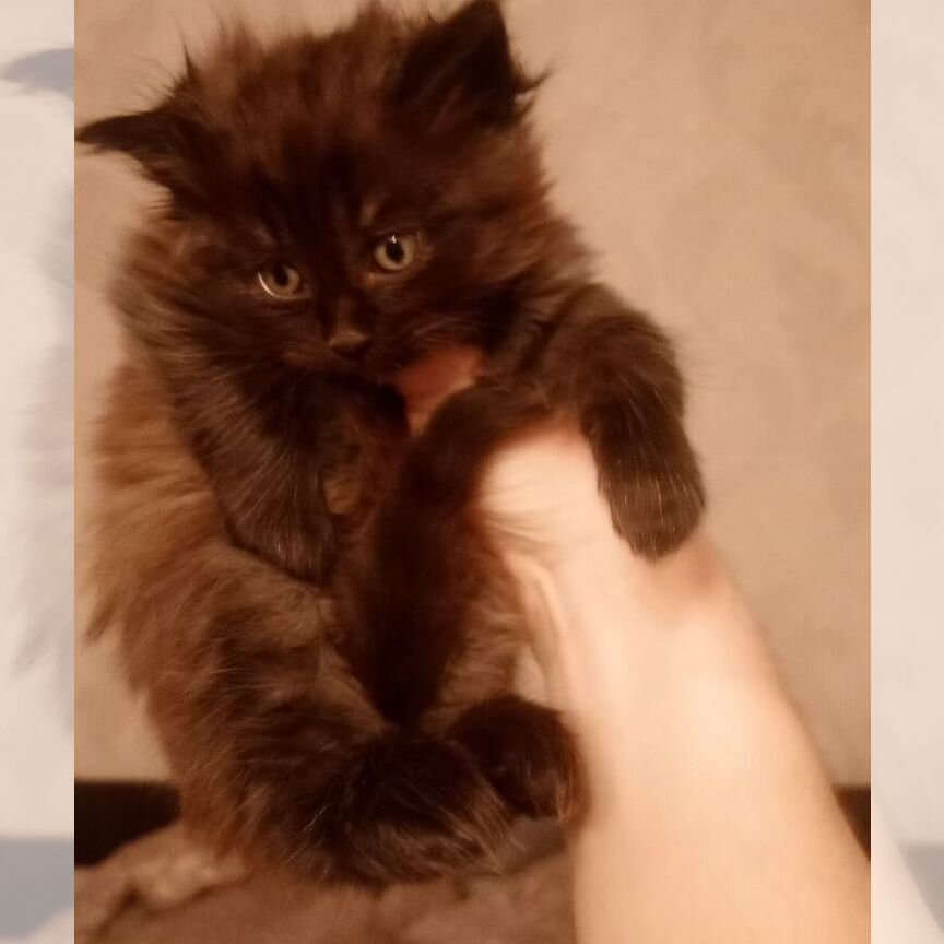 Котенок от британской кошки