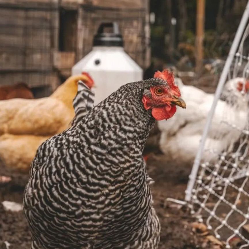 Куры несушки – Быстрая доставка